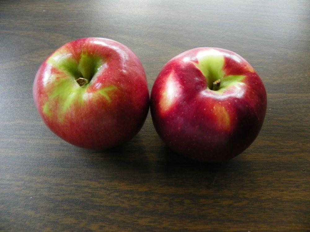 Apple (Malus domestica 'Macoun') in the Apples Database - Garden.org
