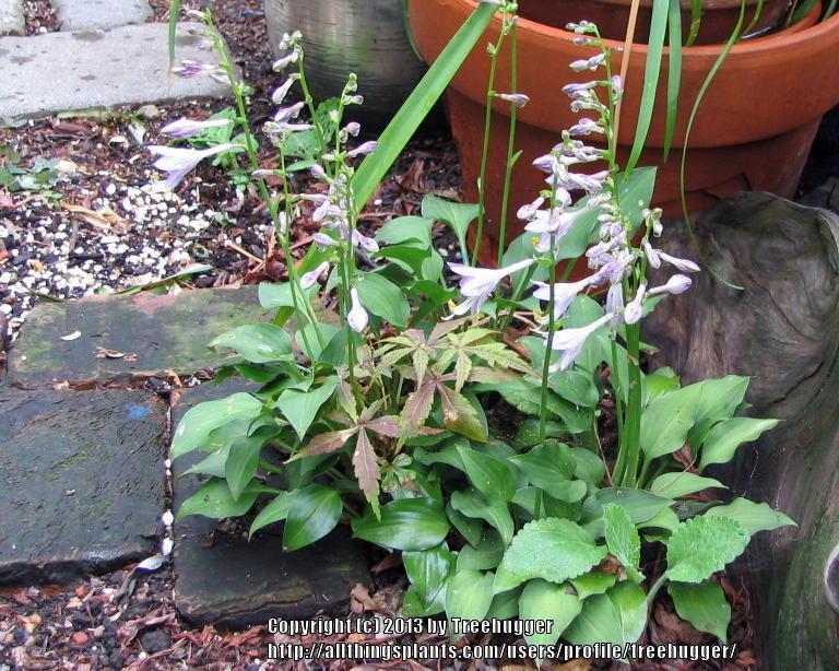 Hosta 'Rock Princess' in the Hostas Database - Garden.org