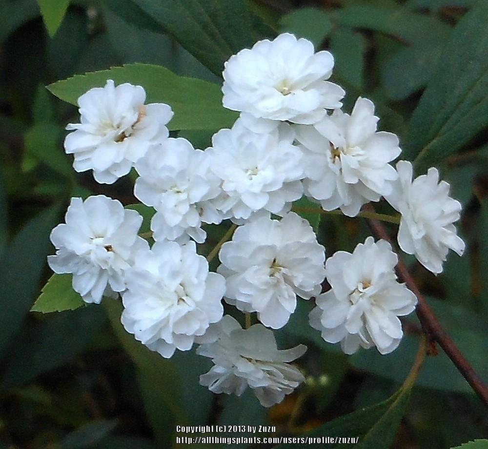 Photo of the bloom of Double Reeves Spirea (Spiraea cantoniensis ...