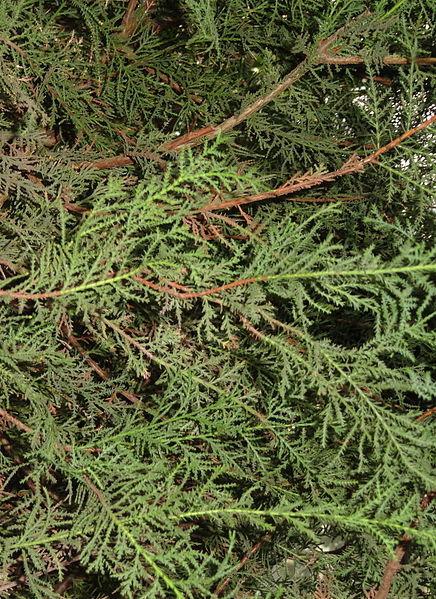 Saharan Cypress (Cupressus dupreziana) - Garden.org