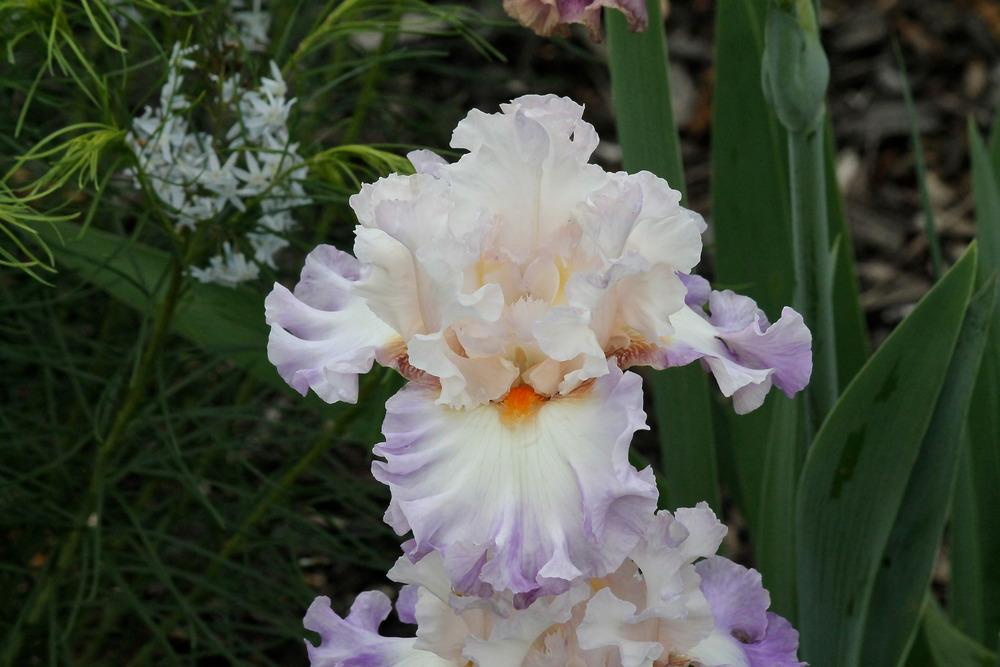 Tall Bearded Iris (Iris 'Polite Applause') in the Irises Database ...
