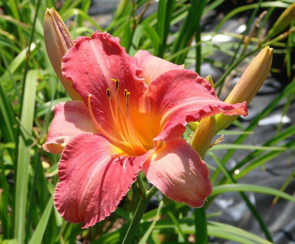 Photo of the bloom of Daylily (Hemerocallis 'Persian Market') posted by ...