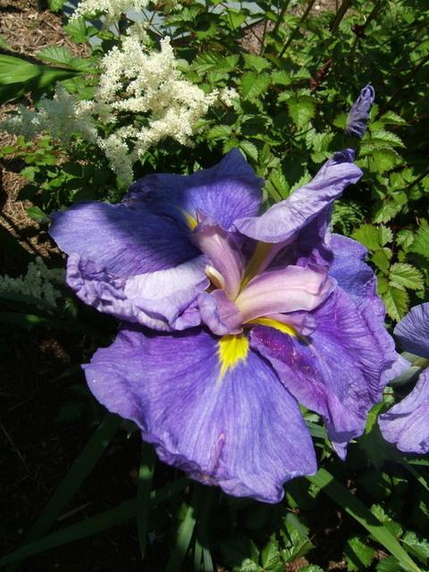 Japanese Iris (Iris ensata 'Rolling Seas') in the Irises Database ...