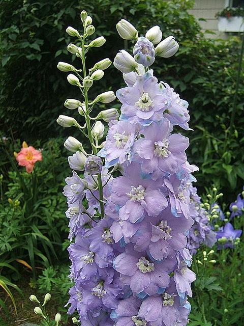 Delphiniums: Plant Care and Collection of Varieties - Garden.org