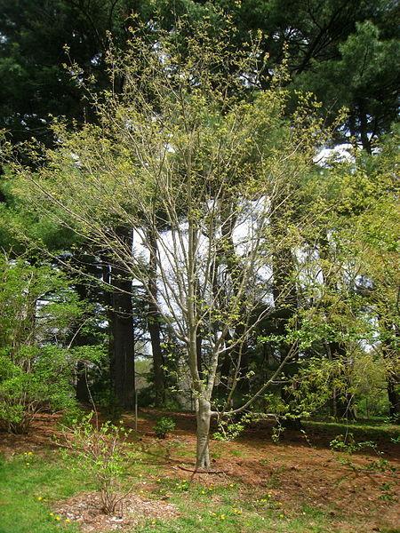 Henry's Maple (Acer henryi) - Garden.org