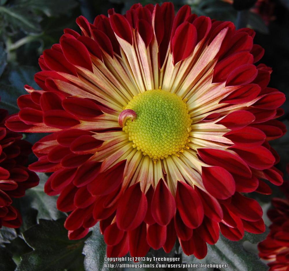 Photo of the bloom of Spoon Mum (Chrysanthemum 'Redwing') posted by ...