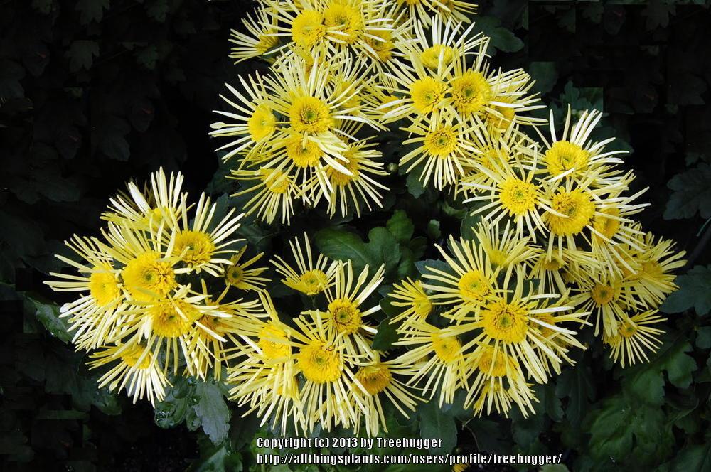 Anemone Mum (Chrysanthemum 'Vesuvio') - Garden.org