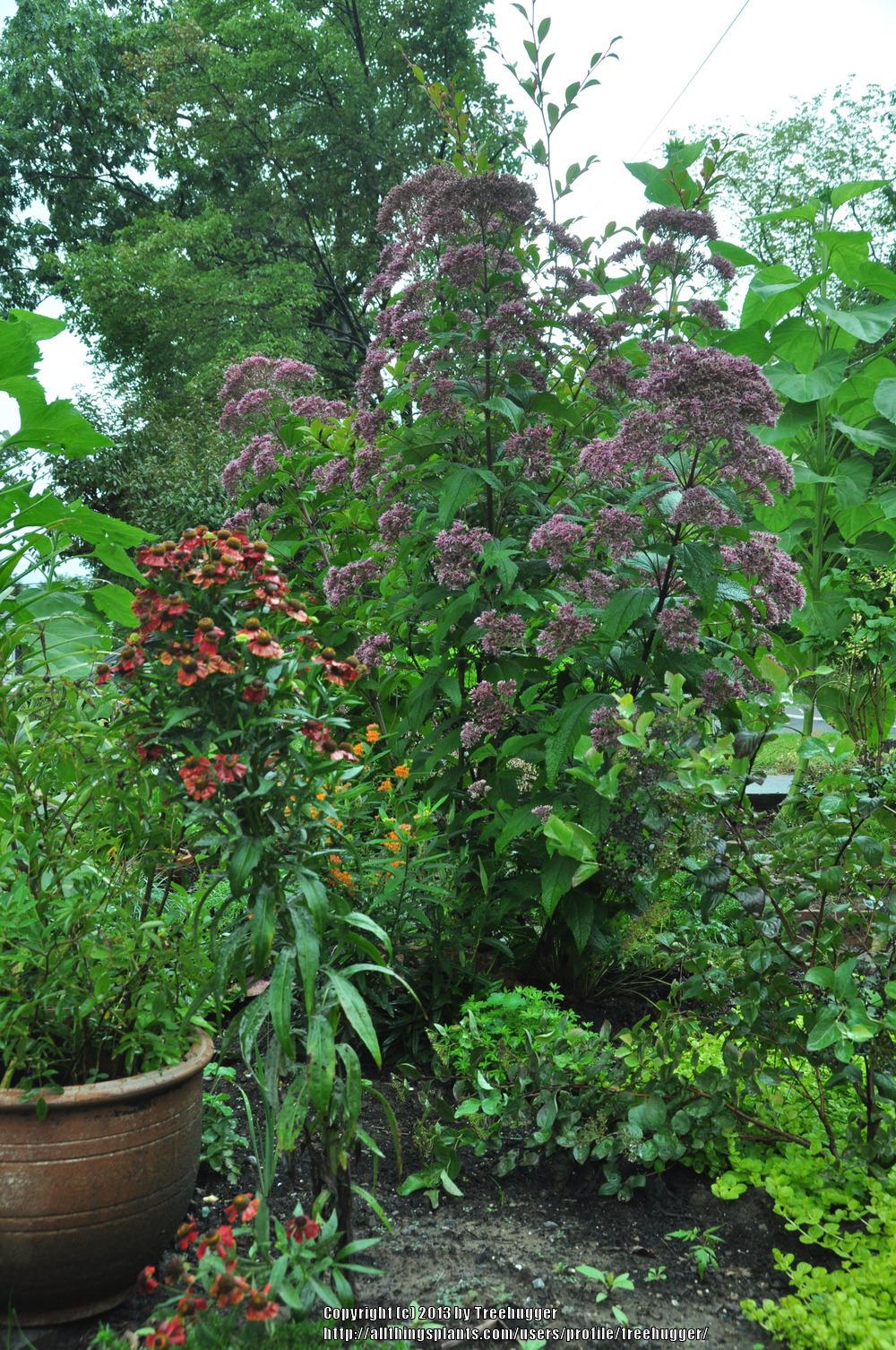 Photo of the entire plant of Sneezeweed (Helenium 'Red Jewel') posted ...
