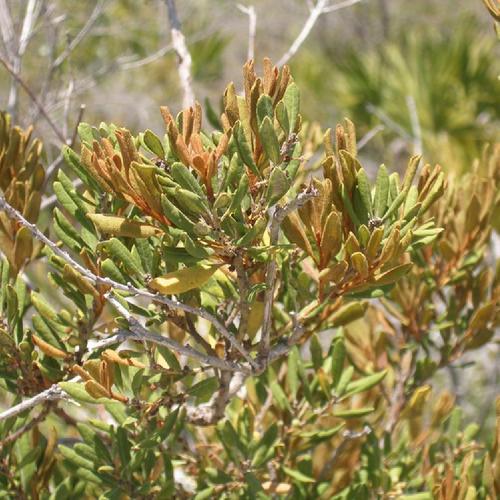 Rusty Staggerbush (Lyonia ferruginea) - Garden.org