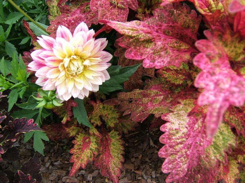 Dahlia 'Kalinka' in the Dahlias Database - Garden.org