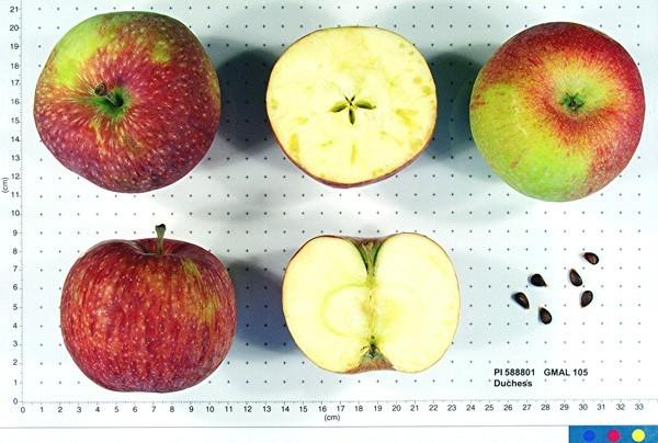 Apple (Malus domestica 'Duchess of Oldenburg') in the Apples Database ...