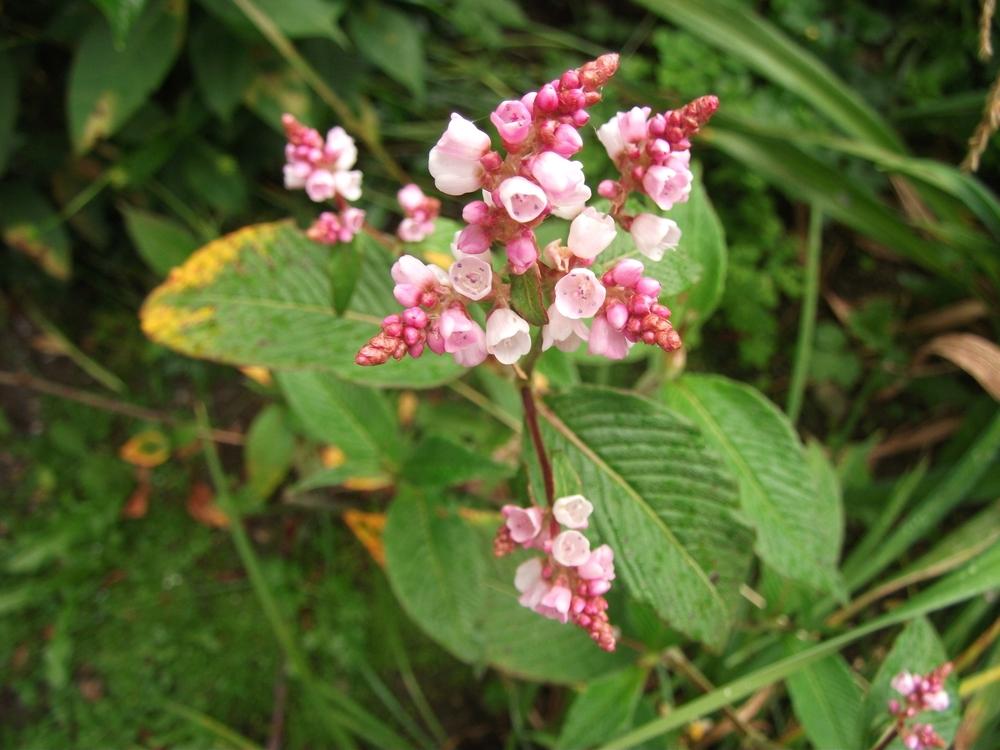 Photo of the bloom of Lesser Knotweed (Koenigia campanulata) posted by ...