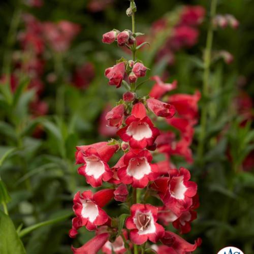 Penstemon 'Arabesque Red' in the Penstemons Database - Garden.org