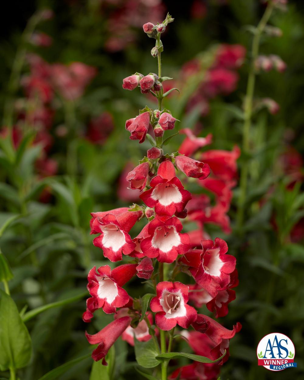 Penstemons: Plant Care and Collection of Varieties - Garden.org