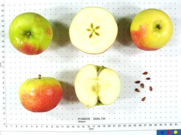 Apple (Malus domestica 'Gideon') in the Apples Database - Garden.org