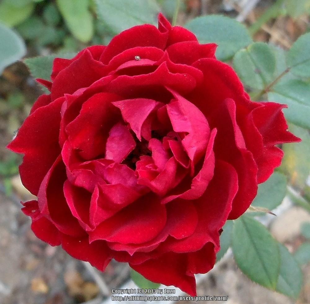 Rose (Rosa 'Red Rover') in the Roses Database - Garden.org