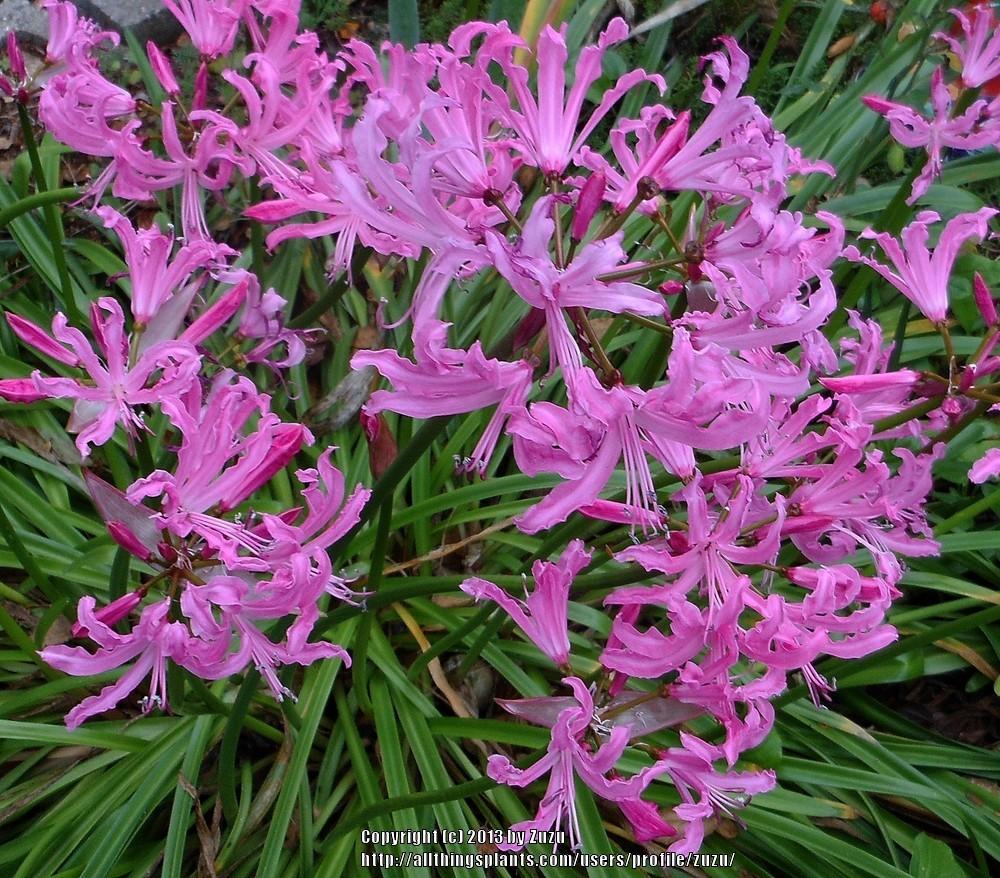 Cape Lilies: Plant Care and Collection of Varieties - Garden.org