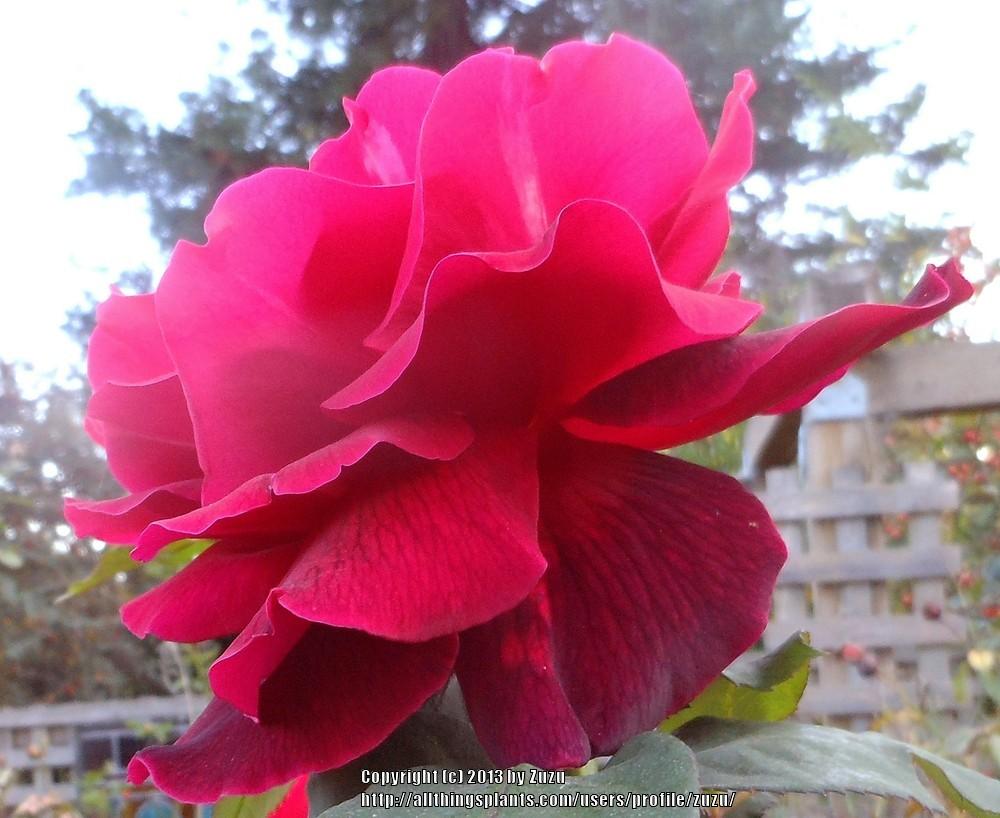 Rose (Rosa 'Mirandy') in the Roses Database - Garden.org