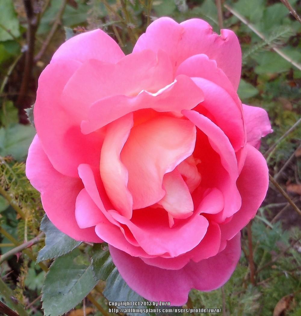 Rose (Rosa 'Gail Borden') in the Roses Database - Garden.org