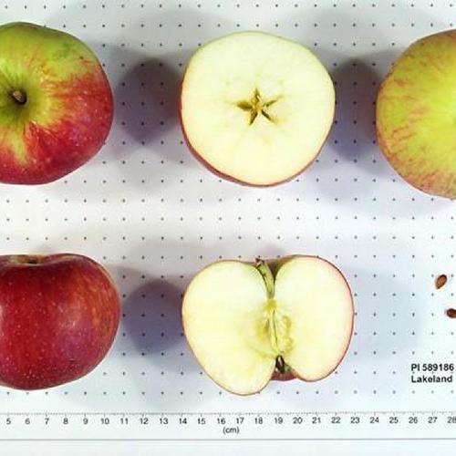 Apple (Malus domestica 'Lakeland') in the Apples Database - Garden.org