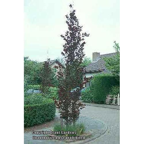 European Beech (Fagus sylvatica 'Dawyck Purple') - Garden.org