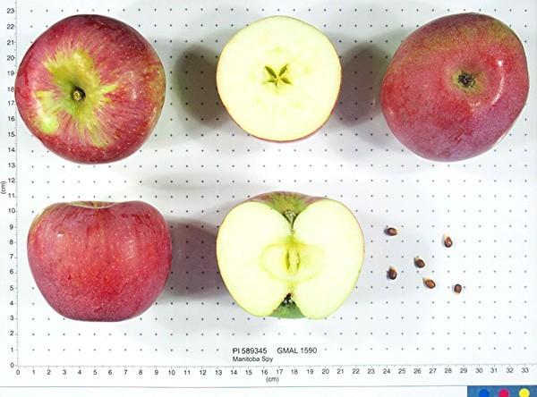 Apple (Malus domestica 'Manitoba') in the Apples Database - Garden.org