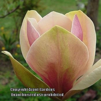 Magnolia 'Sunsation' in the Magnolias Database - Garden.org