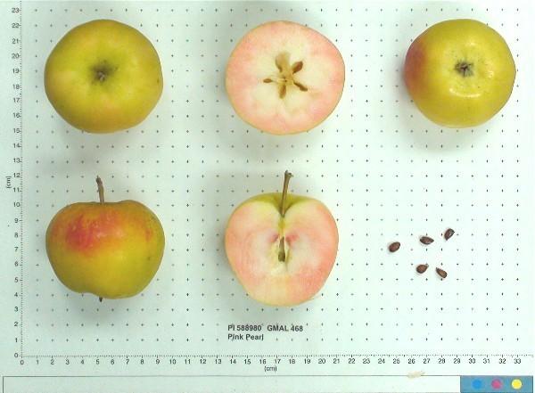 Apple (Malus domestica 'Pink Pearl') in the Apples Database - Garden.org