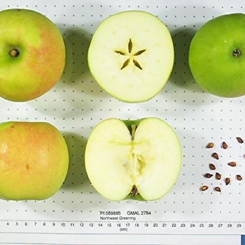 Apple (Malus domestica 'Northwest Greening') in the Apples Database - Garden.org