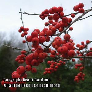Winterberry Holly (Ilex verticillata Berry Heavy®) in the Ilex Database ...