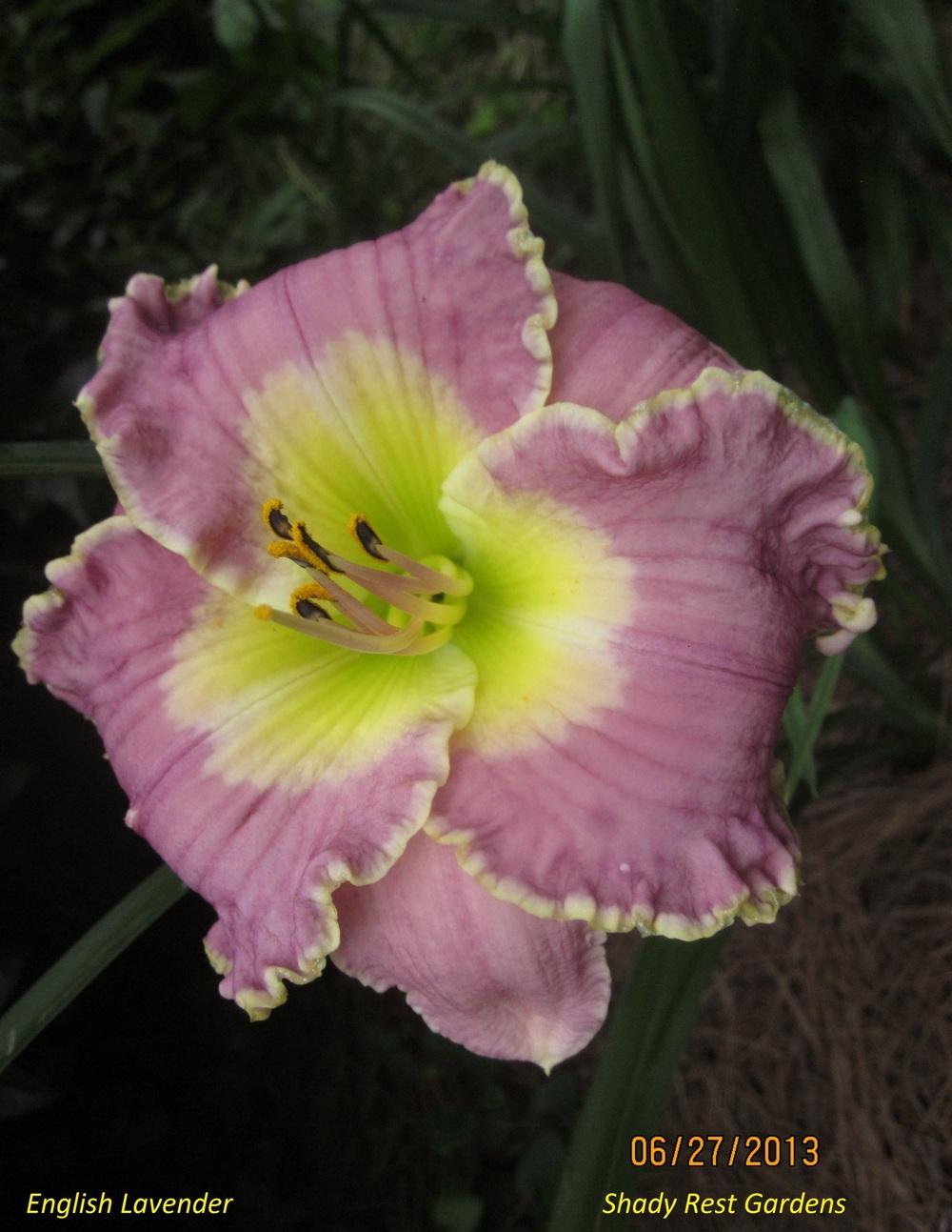 Daylily (Hemerocallis 'English Lavender') in the Daylilies Database ...