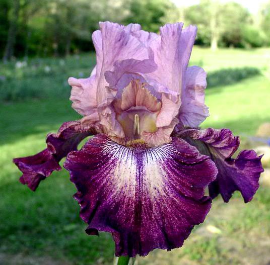 Tall Bearded Iris (Iris 'Cupid's Arrow') in the Irises Database ...