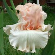 Tall Bearded Iris (Iris 'Magical') in the Irises Database - Garden.org
