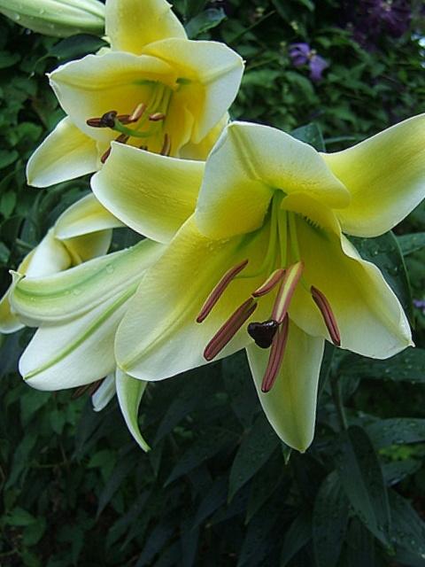 Photo of the bloom of Lily (Lilium 'Conca d'Or') posted by pirl ...