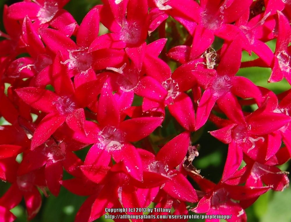 Photo of the bloom of Pentas (Pentas lanceolata 'Red') posted by ...