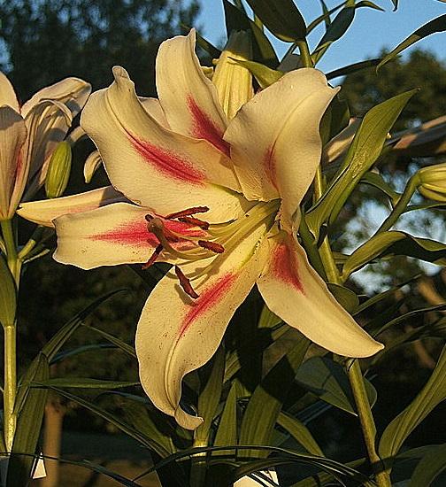 Photo of the bloom of Lily (Lilium 'Nymph') posted by pirl - Garden.org