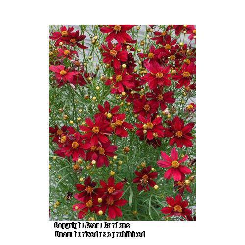 Tickseed Coreopsis (Coreopsis 'Red Satin') in the Tickseeds Database ...