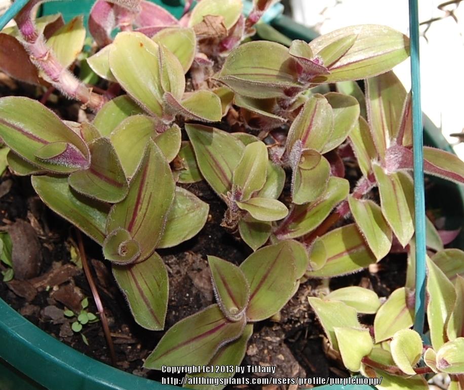 Photo of the entire plant of Inch Plant (Tradescantia cerinthoides ...