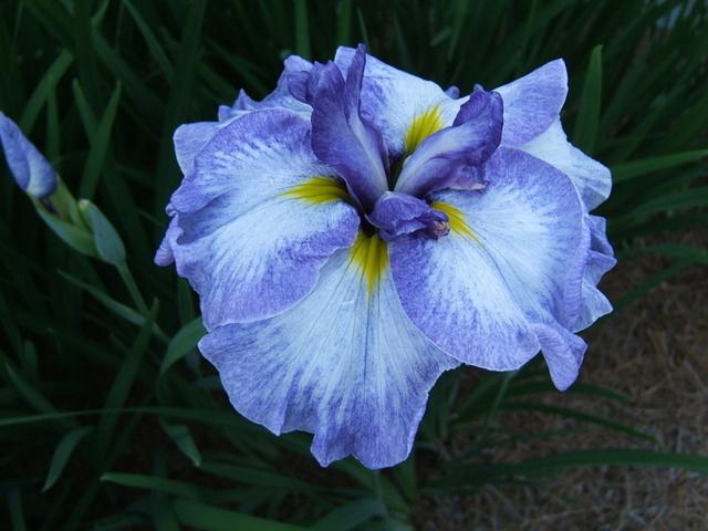 Photo of the bloom of Japanese Iris (Iris ensata 'Cascade Crest ...