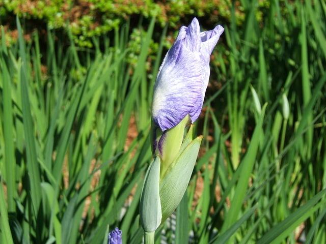 Photo of the closeup of buds, sepals and receptacles of Japanese Iris ...