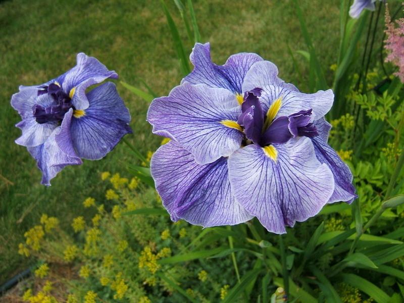Japanese Iris (Iris ensata 'Blue Spritz') in the Irises Database - Garden.org
