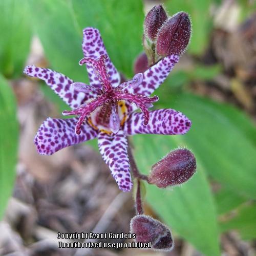Toad Lilies: Plant Care and Collection of Varieties - Garden.org