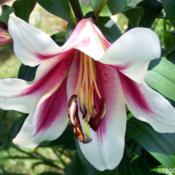 Photo of the entire plant of Lily (Lilium 'Altari') posted by Joy ...