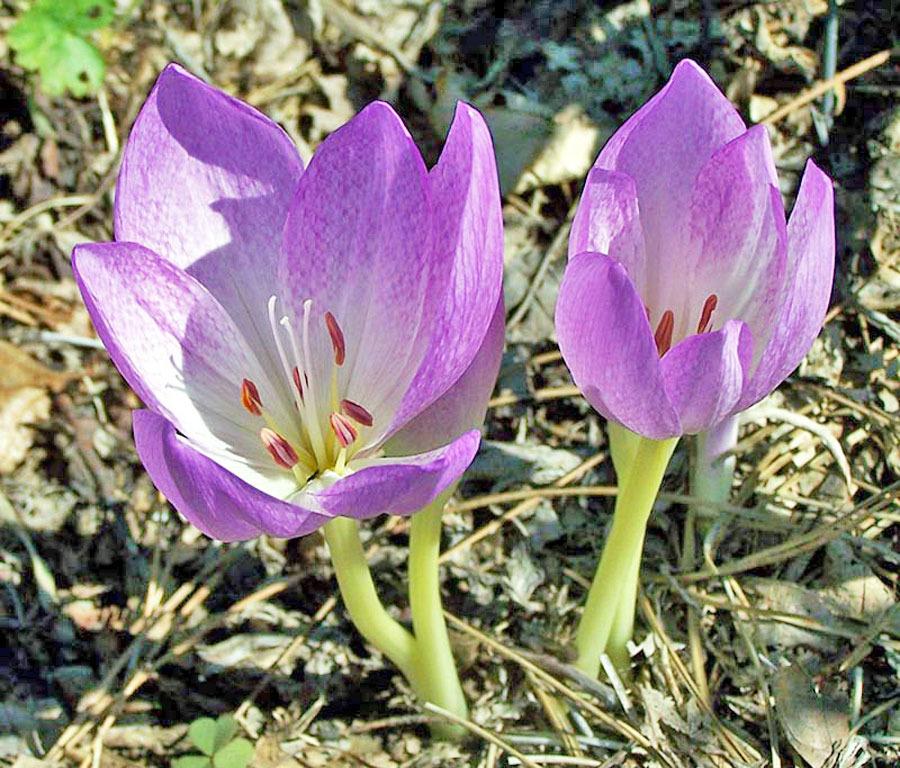 Photo of the bloom of Colchicums (Colchicum) posted by TBGDN - Garden.org