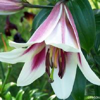 Photo of the bloom of Lily (Lilium 'Altari') posted by chrispnpt9 ...