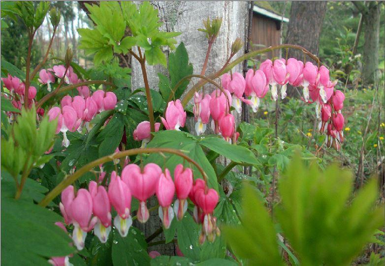 Bleeding Hearts: Plant Care and Collection of Varieties - Garden.org
