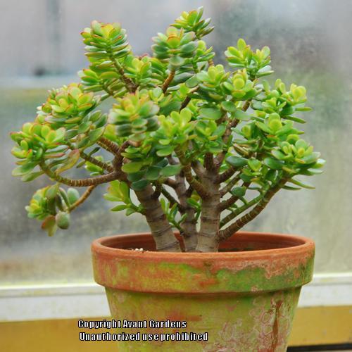 Photo of the entire plant of Dwarf Jade Plant (Crassula ovata 'Crosby's ...