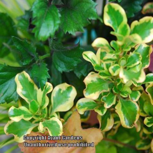 Mirror Bush (Coprosma repens) - Garden.org