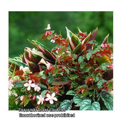 Shrub Begonia (Begonia 'Concord') in the Begonias Database - Garden.org