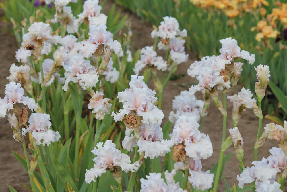 Photo of the bloom of Tall Bearded Iris (Iris 'Rite of Passage') posted ...